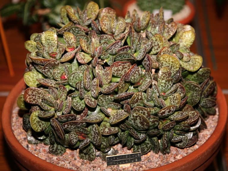 40 Adromischus Varieties to Captivate Your Senses | Succulent Alley