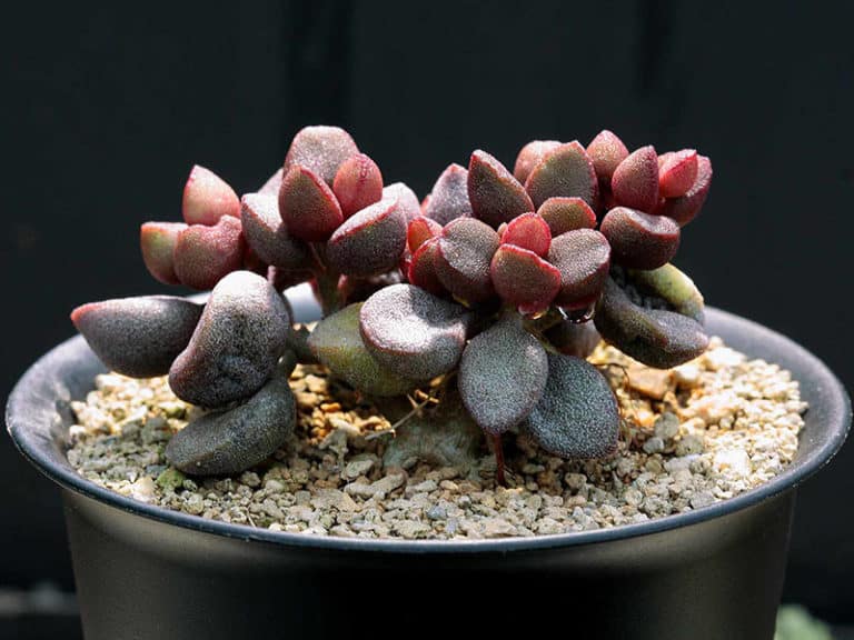 40 Adromischus Varieties to Captivate Your Senses | Succulent Alley
