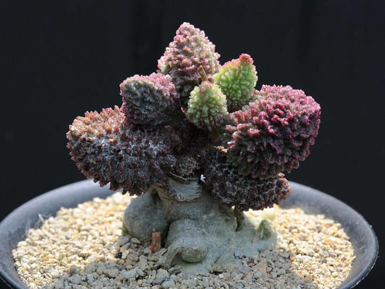 40 Adromischus Varieties to Captivate Your Senses | Succulent Alley