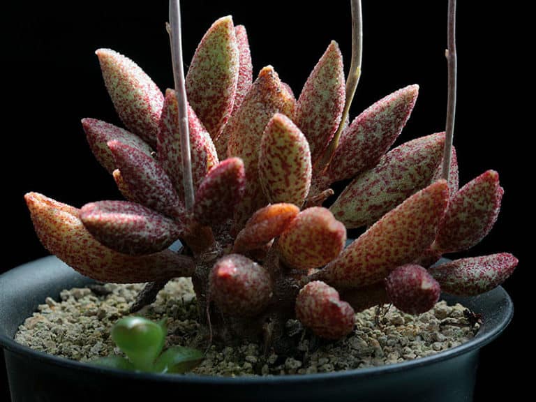 40 Adromischus Varieties to Captivate Your Senses | Succulent Alley