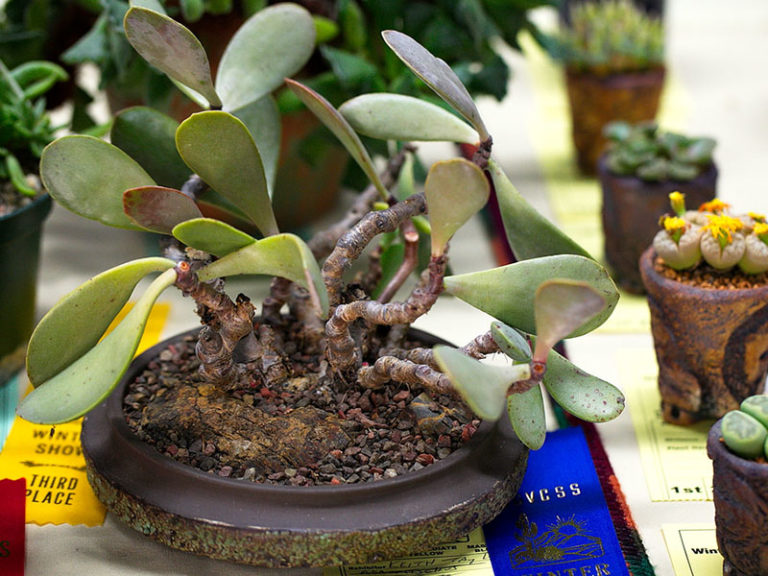40 Adromischus Varieties to Captivate Your Senses | Succulent Alley