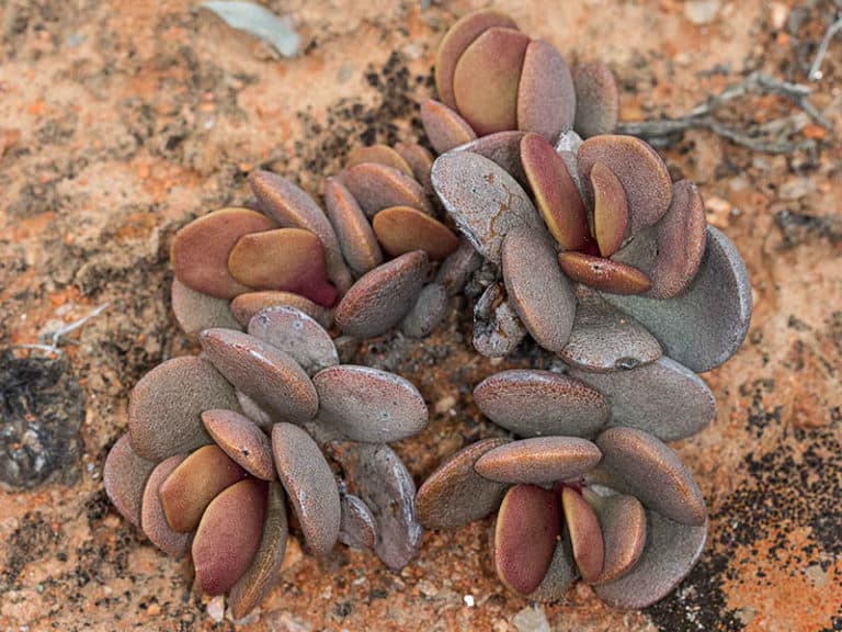 40 Adromischus Varieties to Captivate Your Senses | Succulent Alley