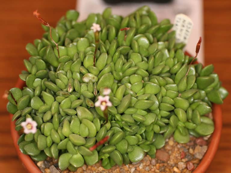 40 Adromischus Varieties to Captivate Your Senses | Succulent Alley