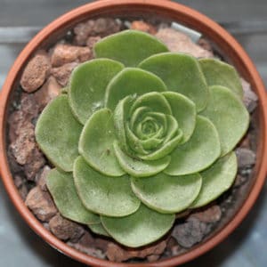 58 Stunning Aeonium Varieties (With Pictures) | Succulent Alley