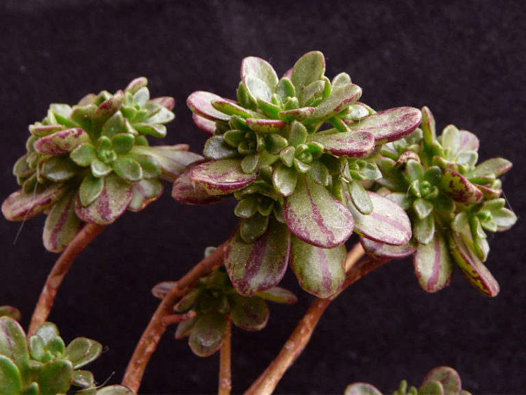 58 Stunning Aeonium Varieties (With Pictures) | Succulent Alley