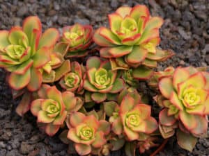 58 Stunning Aeonium Varieties (With Pictures) | Succulent Alley