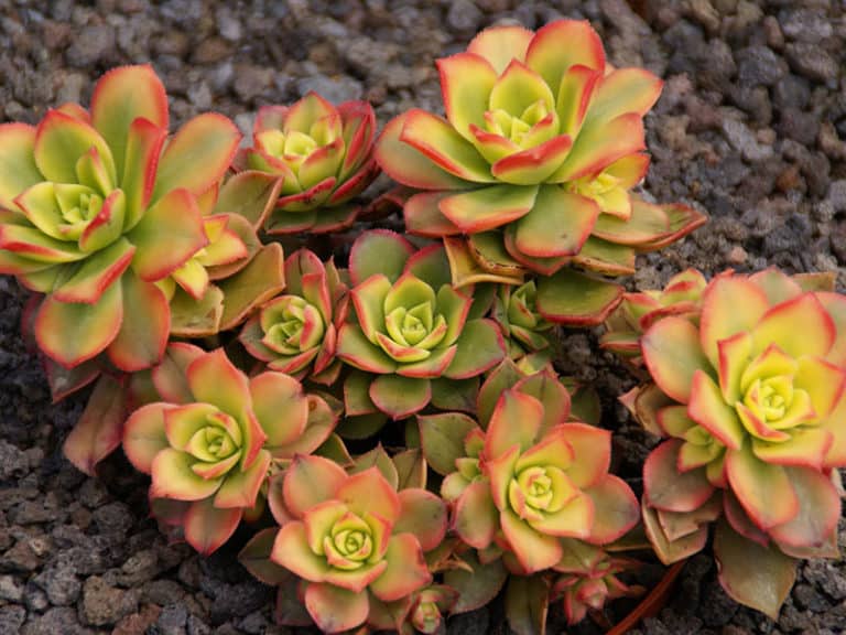 58 Stunning Aeonium Varieties (With Pictures) | Succulent Alley