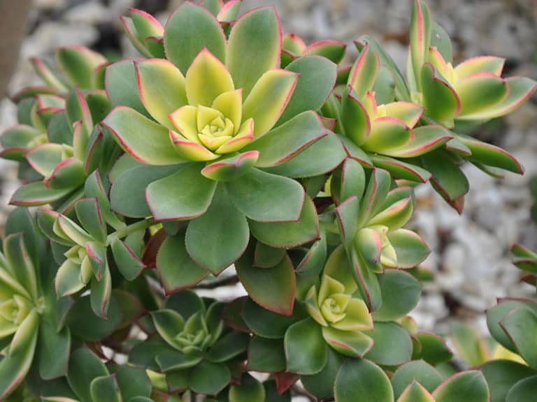 58 Stunning Aeonium Varieties (With Pictures) | Succulent Alley