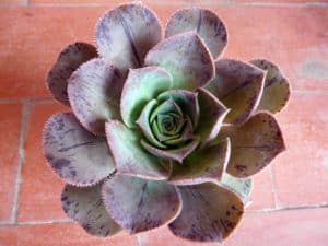 58 Stunning Aeonium Varieties (With Pictures) | Succulent Alley