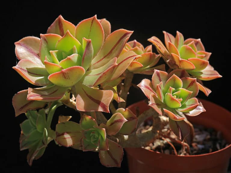 58 Stunning Aeonium Varieties (With Pictures) | Succulent Alley