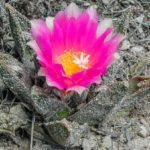 Ariocarpus Cacti: A Visual Guide to 29 Stunning Varieties | Succulent Alley