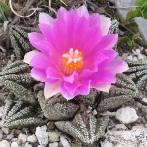 Ariocarpus Cacti: A Visual Guide to 29 Stunning Varieties | Succulent Alley