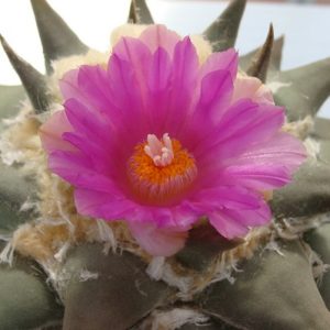 Ariocarpus Cacti: A Visual Guide to 29 Stunning Varieties | Succulent Alley