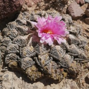 Ariocarpus Cacti: A Visual Guide to 29 Stunning Varieties | Succulent Alley