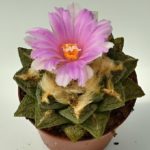 Ariocarpus Cacti: A Visual Guide to 29 Stunning Varieties | Succulent Alley