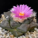 Ariocarpus Cacti: A Visual Guide to 29 Stunning Varieties | Succulent Alley