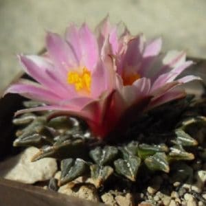 Ariocarpus Cacti: A Visual Guide to 29 Stunning Varieties | Succulent Alley
