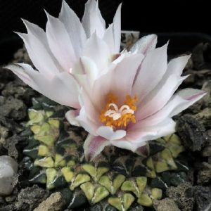 Ariocarpus Cacti: A Visual Guide to 29 Stunning Varieties | Succulent Alley