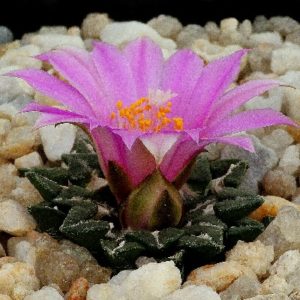 Ariocarpus Cacti: A Visual Guide to 29 Stunning Varieties | Succulent Alley