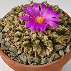 Ariocarpus Cacti: A Visual Guide to 29 Stunning Varieties | Succulent Alley