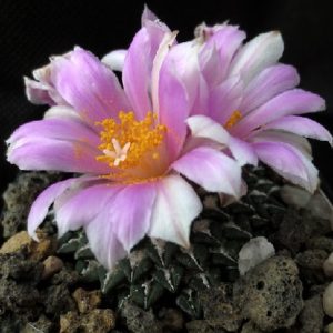 Ariocarpus Cacti: A Visual Guide to 29 Stunning Varieties | Succulent Alley