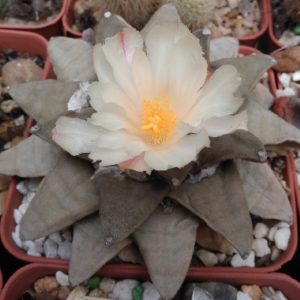 Ariocarpus Cacti: A Visual Guide to 29 Stunning Varieties | Succulent Alley