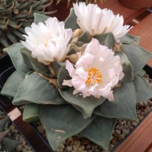 Ariocarpus Cacti: A Visual Guide to 29 Stunning Varieties | Succulent Alley