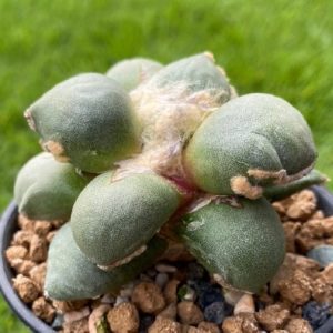 Ariocarpus Cacti: A Visual Guide to 29 Stunning Varieties | Succulent Alley