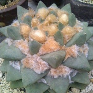 Ariocarpus Cacti: A Visual Guide to 29 Stunning Varieties | Succulent Alley