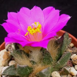 Ariocarpus Cacti: A Visual Guide to 29 Stunning Varieties | Succulent Alley