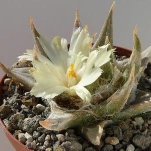 Ariocarpus Cacti: A Visual Guide to 29 Stunning Varieties | Succulent Alley