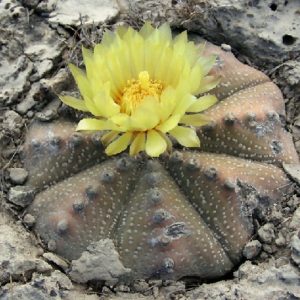 111 Types of Astrophytum Cacti (With Pictures) | Succulent Alley