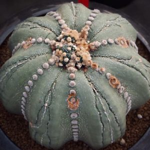 111 Types of Astrophytum Cacti (With Pictures) | Succulent Alley