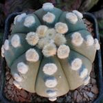 111 Types of Astrophytum Cacti (With Pictures) | Succulent Alley