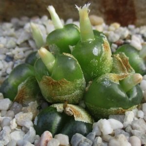Grow Conophytum Succulents: 143 Varieties and Care Basics | Succulent Alley