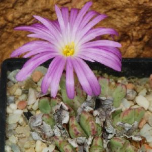 Grow Conophytum Succulents: 143 Varieties and Care Basics | Succulent Alley