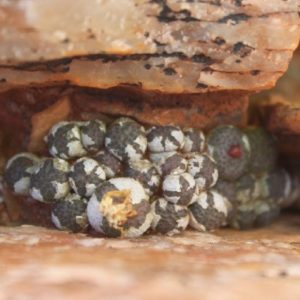 Grow Conophytum Succulents: 143 Varieties and Care Basics | Succulent Alley