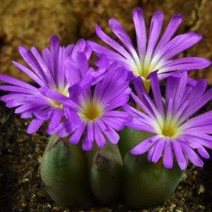 Grow Conophytum Succulents: 143 Varieties and Care Basics | Succulent Alley