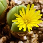 Grow Conophytum Succulents: 143 Varieties and Care Basics | Succulent Alley
