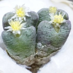 Grow Conophytum Succulents: 143 Varieties and Care Basics | Succulent Alley