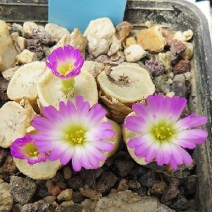 Grow Conophytum Succulents: 143 Varieties and Care Basics | Succulent Alley