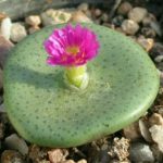 Grow Conophytum Succulents: 143 Varieties and Care Basics | Succulent Alley