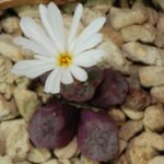 Grow Conophytum Succulents: 143 Varieties and Care Basics | Succulent Alley