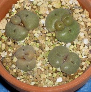 Grow Conophytum Succulents: 143 Varieties and Care Basics | Succulent Alley