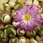 Grow Conophytum Succulents: 143 Varieties and Care Basics | Succulent Alley