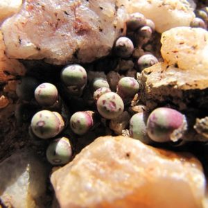 Grow Conophytum Succulents: 143 Varieties and Care Basics | Succulent Alley