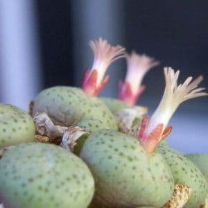 Grow Conophytum Succulents: 143 Varieties and Care Basics | Succulent Alley