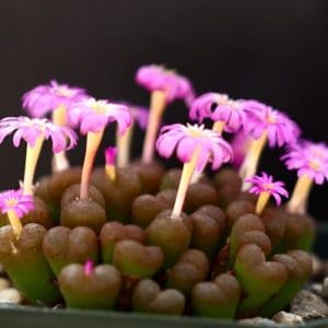 Grow Conophytum Succulents: 143 Varieties and Care Basics | Succulent Alley