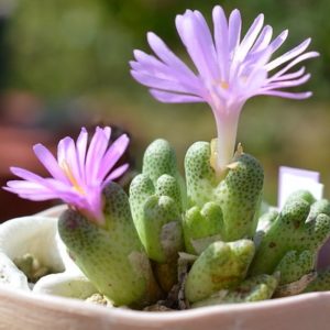 Grow Conophytum Succulents: 143 Varieties and Care Basics | Succulent Alley