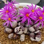 Grow Conophytum Succulents: 143 Varieties and Care Basics | Succulent Alley